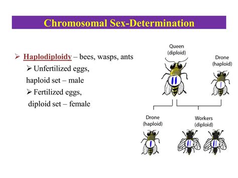 Sex Determination And Sex Linkage Dr Pratibha Bisen Pdf Reproductive Health Diseases And
