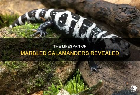 The Lifespan Of Marbled Salamanders Revealed PetShun