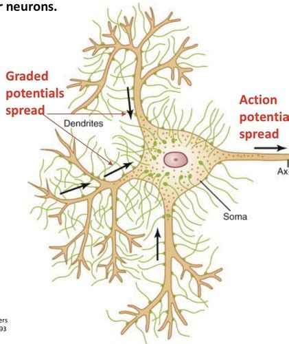 Lecture 4 Graded And Action Potentials Ionic Currents And Local