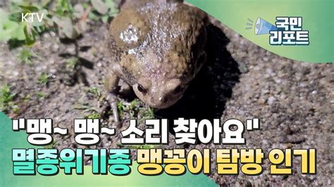 멸종위기종 맹꽁이 생태 관찰 참여 인기 국민리포트 Youtube