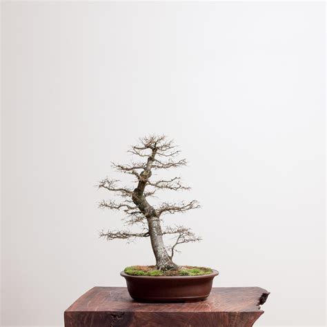 Zelkova Bonsai Guide | Bonsai Mirai