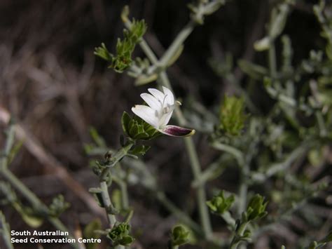 Xerothamnella Parvifolia