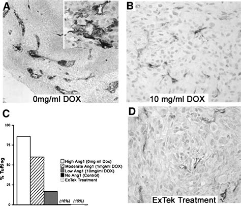 Glomeruloid Body Formation Is Directly Dependent On Ang1 There Was A