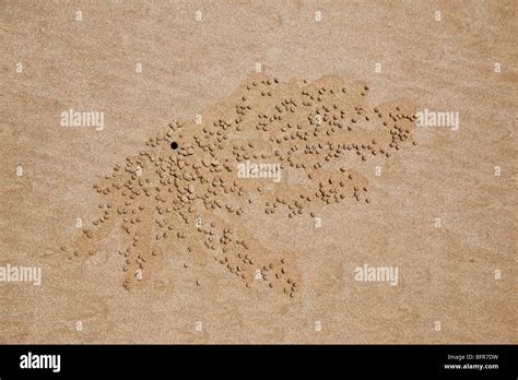 Ghost Crab Burrows Mission Beach Near Cairns Queensland Australia
