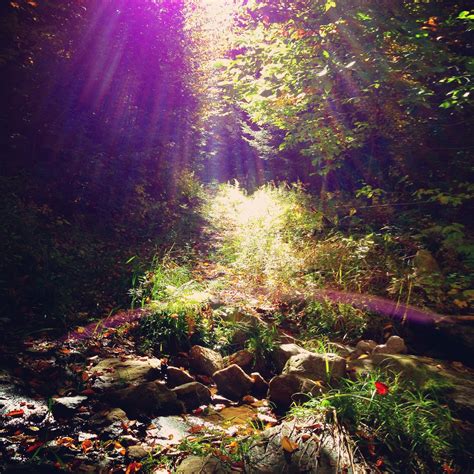The Spring Forest Stream Bed