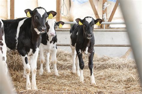 Completion Rate And Herd Longevity Making Informed Decisions On