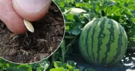 Как да посадим ДИНЯ за да стане голяма и сладка ТОЧНИ инструкции за градинари За Жената