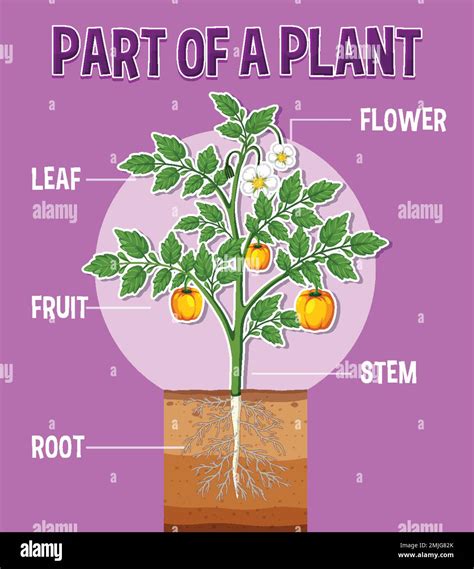 Parts Of A Plant Labeled Diagram At Alexandra Connibere Blog