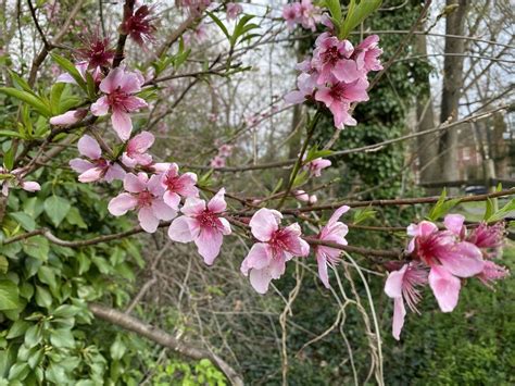 복숭아나무 Prunus Persica Picturethis