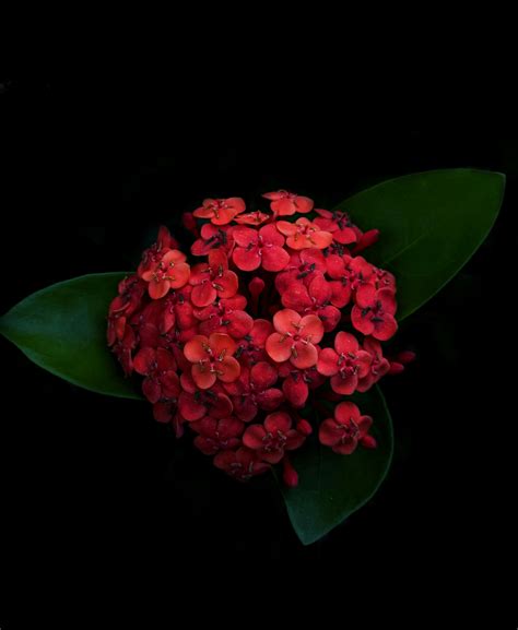 개화 시즌 계절 고요한 관상용 식물 그림 같은 꽃 꽃 장면 꽃무늬 꽃이 피는 꽃이 피다 꽃잎 난색 노란 꽃 노란 꽃잎 노란색 꽃 녹색 배경 녹지