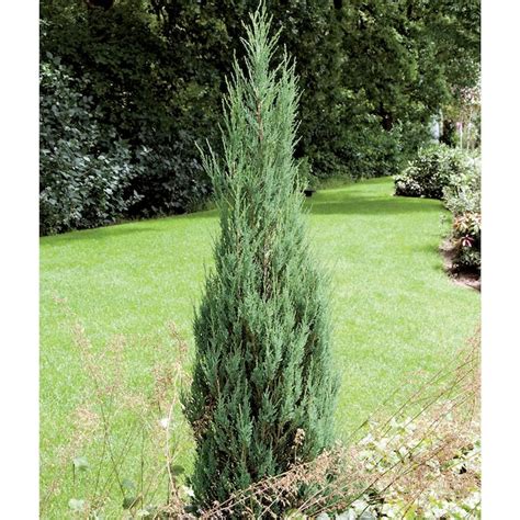 Spring Hill Nurseries Skyrocket Juniper Upright Accent Shrub In 25