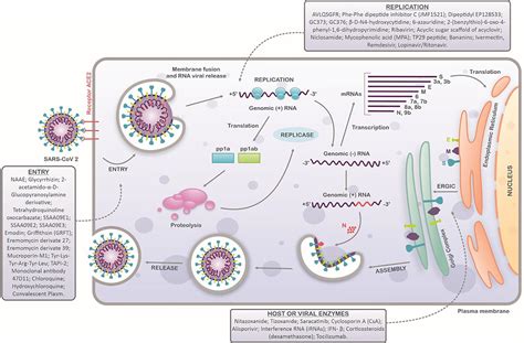 Frontiers Antivirals Against Coronaviruses Candidate Drugs For Sars