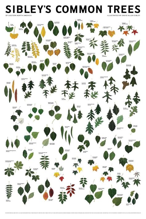 Leaf Guide Tree Identification Volfreader