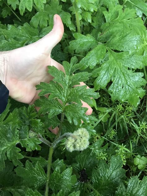 Western Waterleaf Search Native Plant Hub