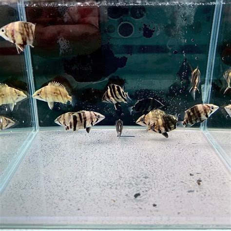 お任せ ダトニオプラスワン 4cm± 1匹 不二熱帯魚