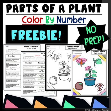Parts Of A Plant Color By Number Free Science Activity Science