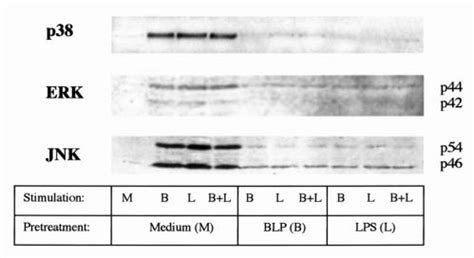 Inhibition Of Blp Induced And Lps Induced Map Kinase Activation In