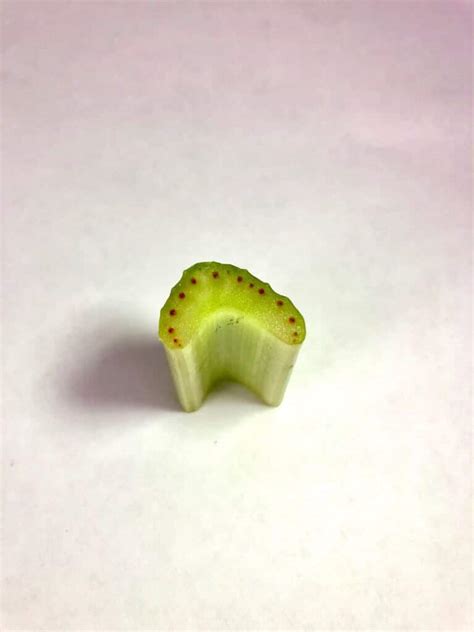 Xylem Celery Experiment Our Celery Experiment — Plaistow And