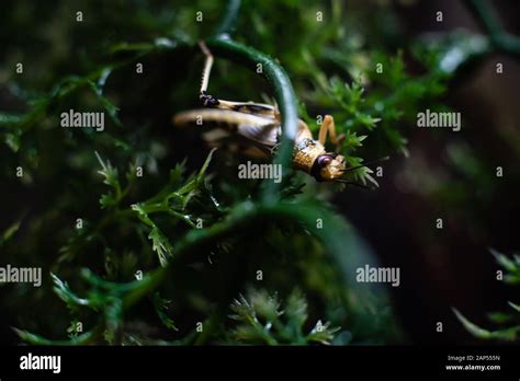 Macro Of A Bright Coloured Grasshopper Sitting On Grass Dark Green Dof