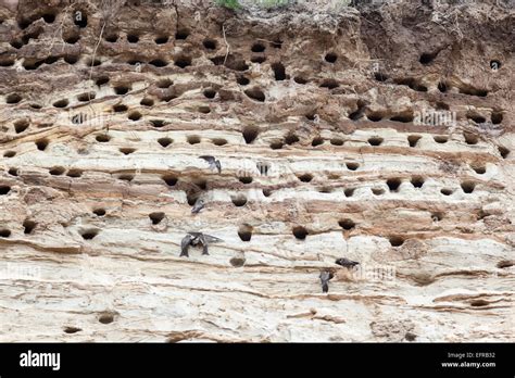 Ласточка береговушка гнездо (30 фото) - красивые фото и картинки pofoto ...