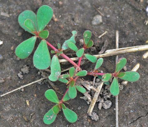Purslane Weed Identification