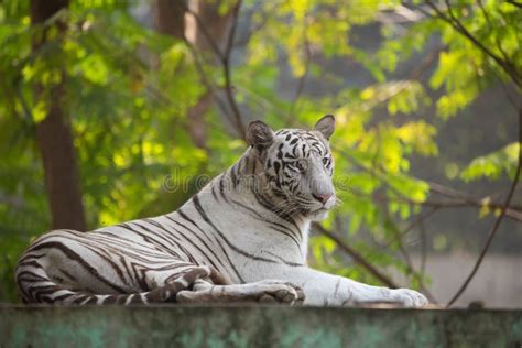 Tigre De Bengala Real Panthera Tigris Tigris Forma Blanca Femenina