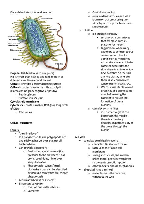 Bacterial Cell Diagram And Functions