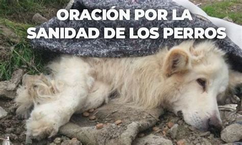 Poderosa Oración Para mi Perro Enfermo Divina Oración