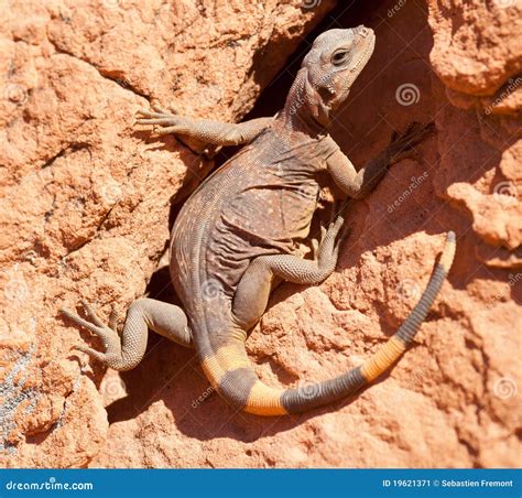 Chuckwalla Lizards On A Rocky Cliff Royalty Free Stock Image