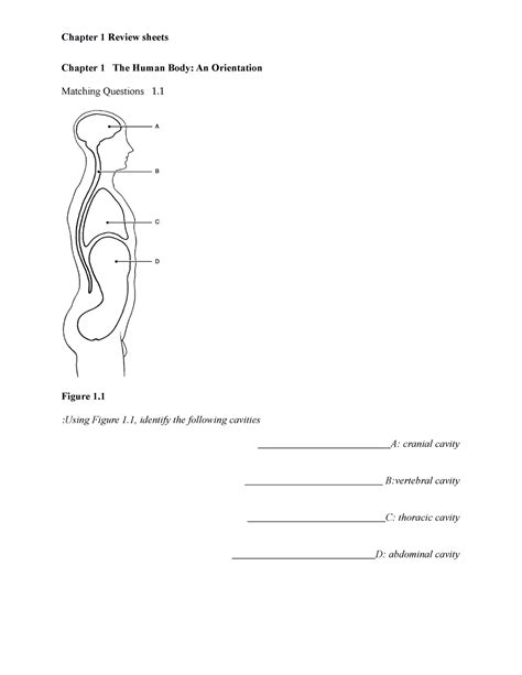 Ch 01 Worksheets Answer Chapter 1 The Human Body An Orientation Worksheets Library