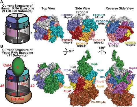 The Rna Exosome And Rna Exosome Linked Disease