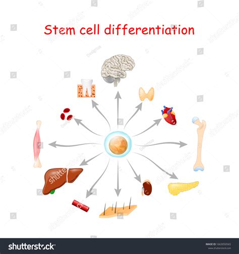 Differentiation Clipart Heart