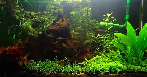 My 29g Planted Tank A Few Months Before I Had To Tear It Down Thoughts