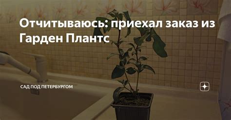 Отчитываюсь приехал заказ из Гарден Плантс Сад под Петербургом Дзен