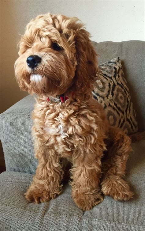 The 25 Best Cockapoo Grooming Ideas On Pinterest Cockapoo Haircut