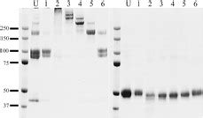 SEC Fractions By SDS PAGE Nonreducing Left And Reducing SDS PAGE Download Scientific Diagram