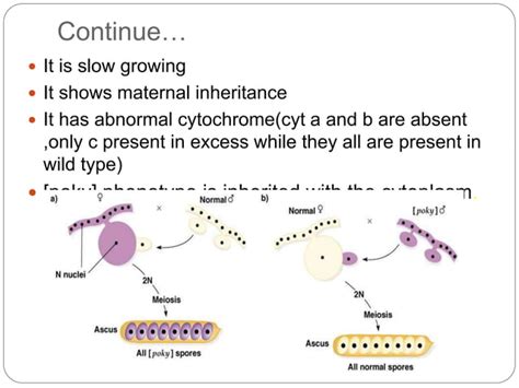 Cytoplasmic Inheritance Pptx