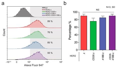 Cd28 And 41bb Costimulatory Domains Alone Or In Combination