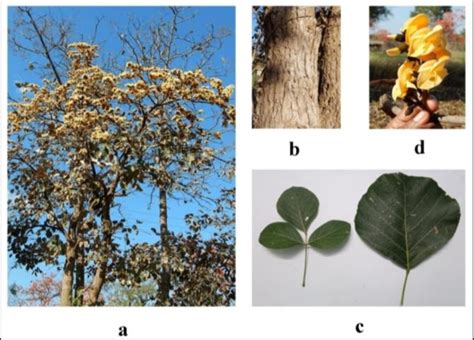 Plant Description A The Plant Butea Monosperma Lam Var Lutea