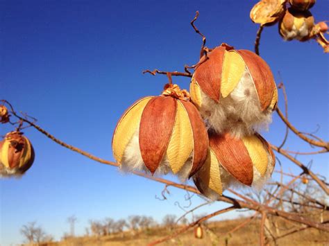 Fotos gratis árbol naturaleza rama Fruta luz de sol hoja comida