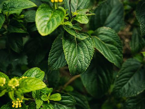 Organic Chemistry Synthesis Reactions Photos Download The Best Free