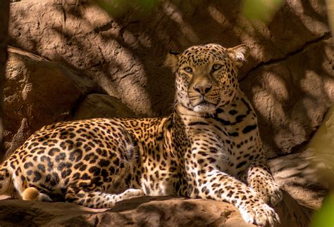 Exotic Places Wallpaper Leopard