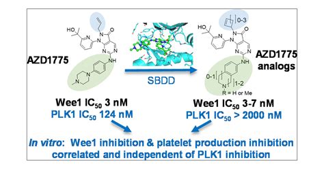 Selective Wee1 Inhibitors Led To Antitumor Activity In Vitro And