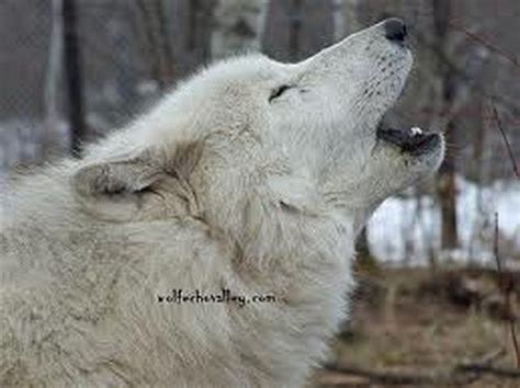 Adaptations Defenses And Behavior Arctic Wolf