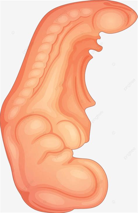Human Embryo Central Animal Ectoderm Vector Central Animal Ectoderm