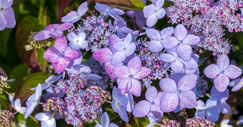 Connecticut Garden Journal Cool New Hydrangea Varieties To Grow
