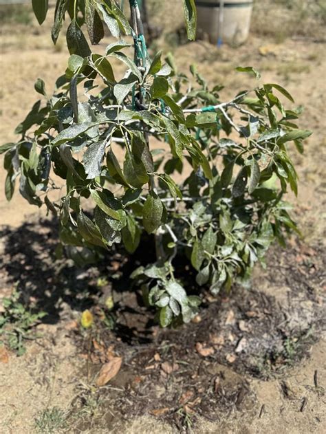 Little Jumping Bugs Rgardening