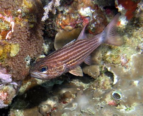 海水魚図鑑ByHanadaiリュウキュウヤライイシモチ