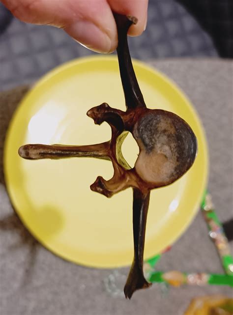 Whats This Bone Fossil Id The Fossil Forum