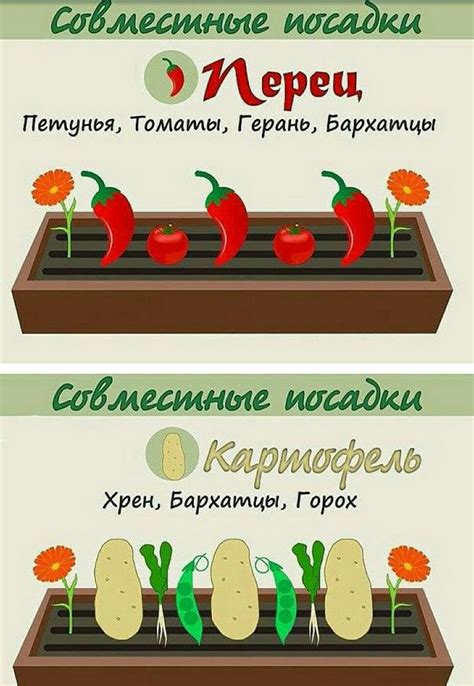 Совместные посадки овощей Идеи посадки растений Садоводство Посадка овощей